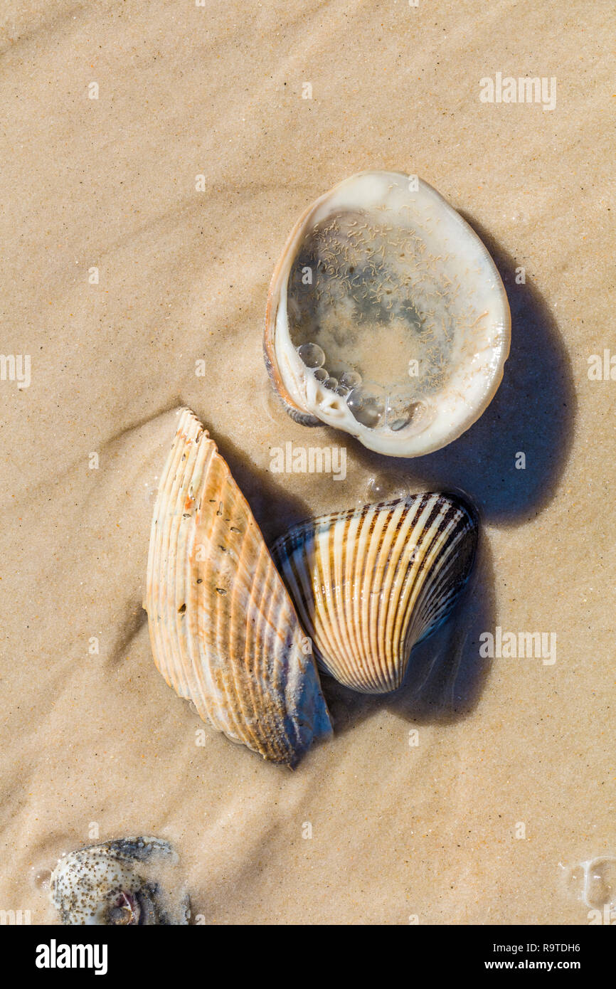 Close up of shells on Gulf of Mexico beach on St George Island in ...