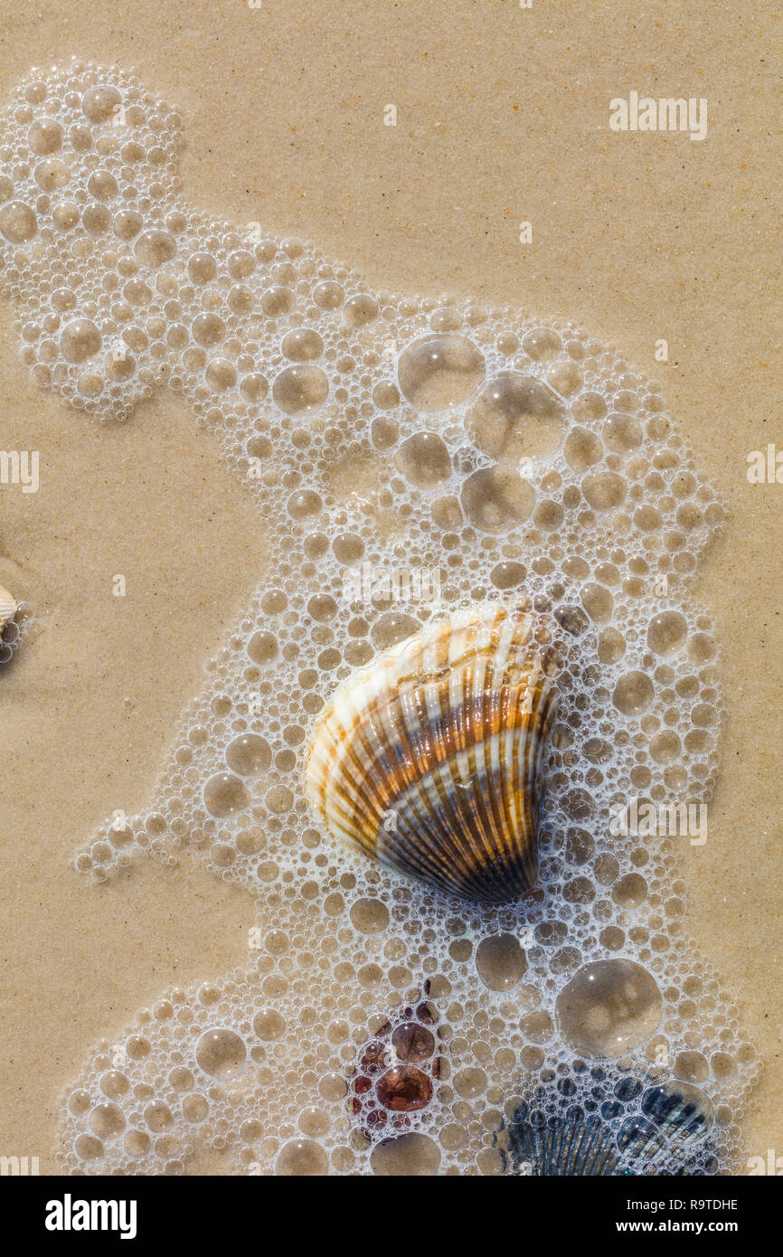 Gulf Of Mexico Seashells Stock Photos & Gulf Of Mexico Seashells Stock ...