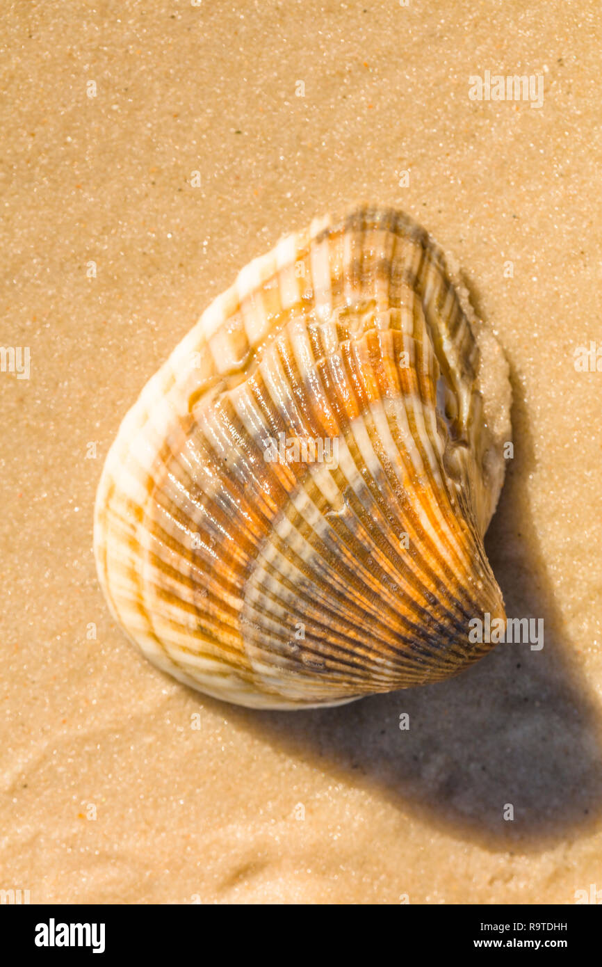 Close up of shells on Gulf of Mexico beach on St George Island in ...
