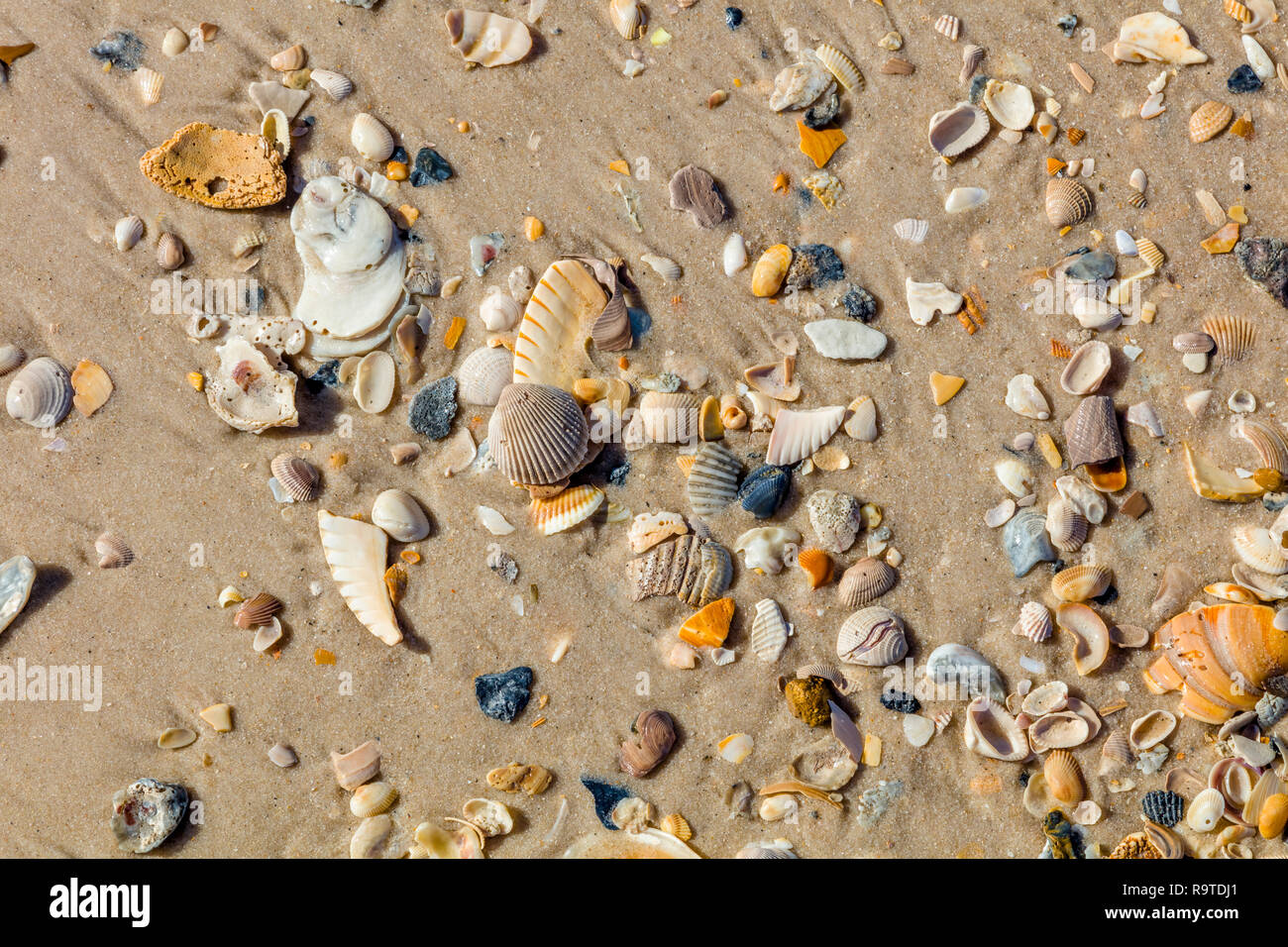 Close up of shells on Gulf of Mexico beach on St George Island in ...