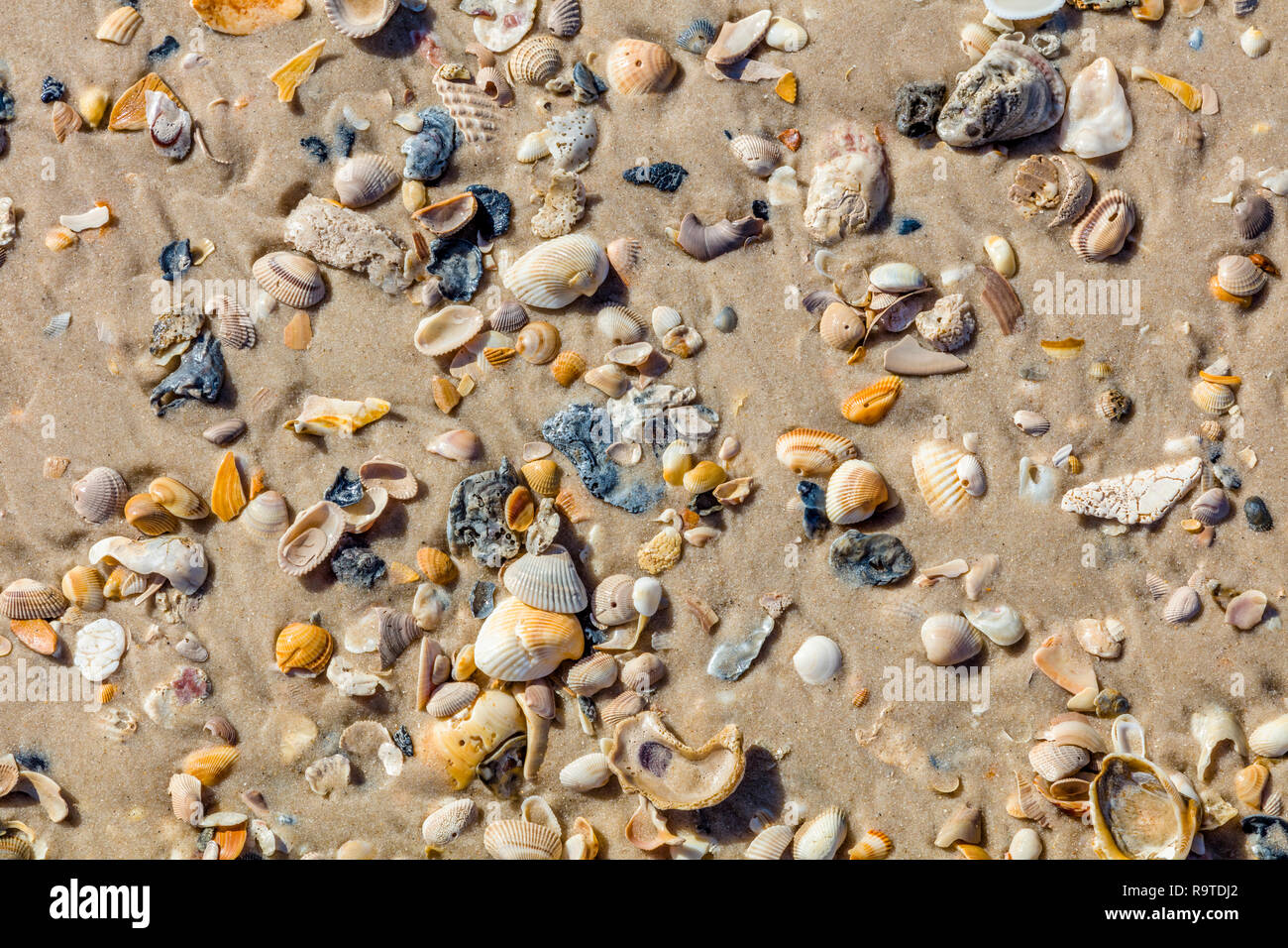 Close up of shells on Gulf of Mexico beach on St George Island in ...