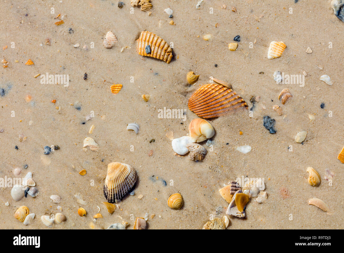Close up of shells on Gulf of Mexico beach on St George Island in ...