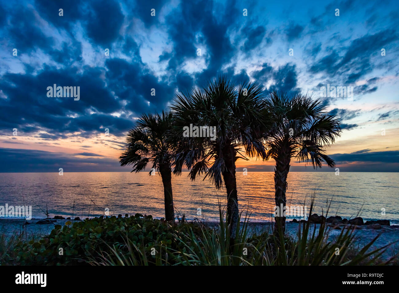 Blue Sunset Palm Trees Florida