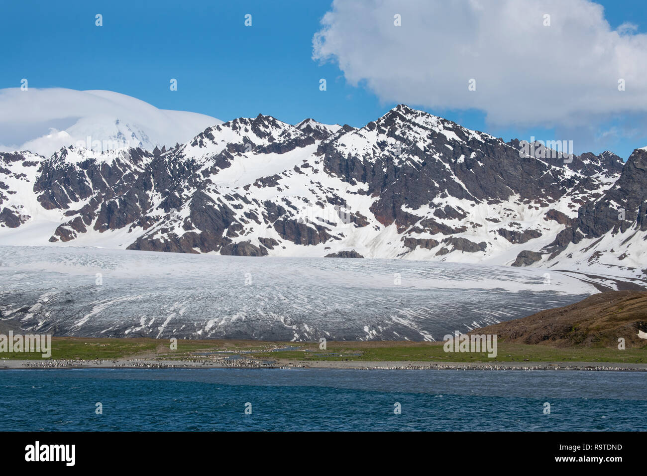 South Georgia, St. Andrews Bay, Allardyce mountains. Home to largest ...
