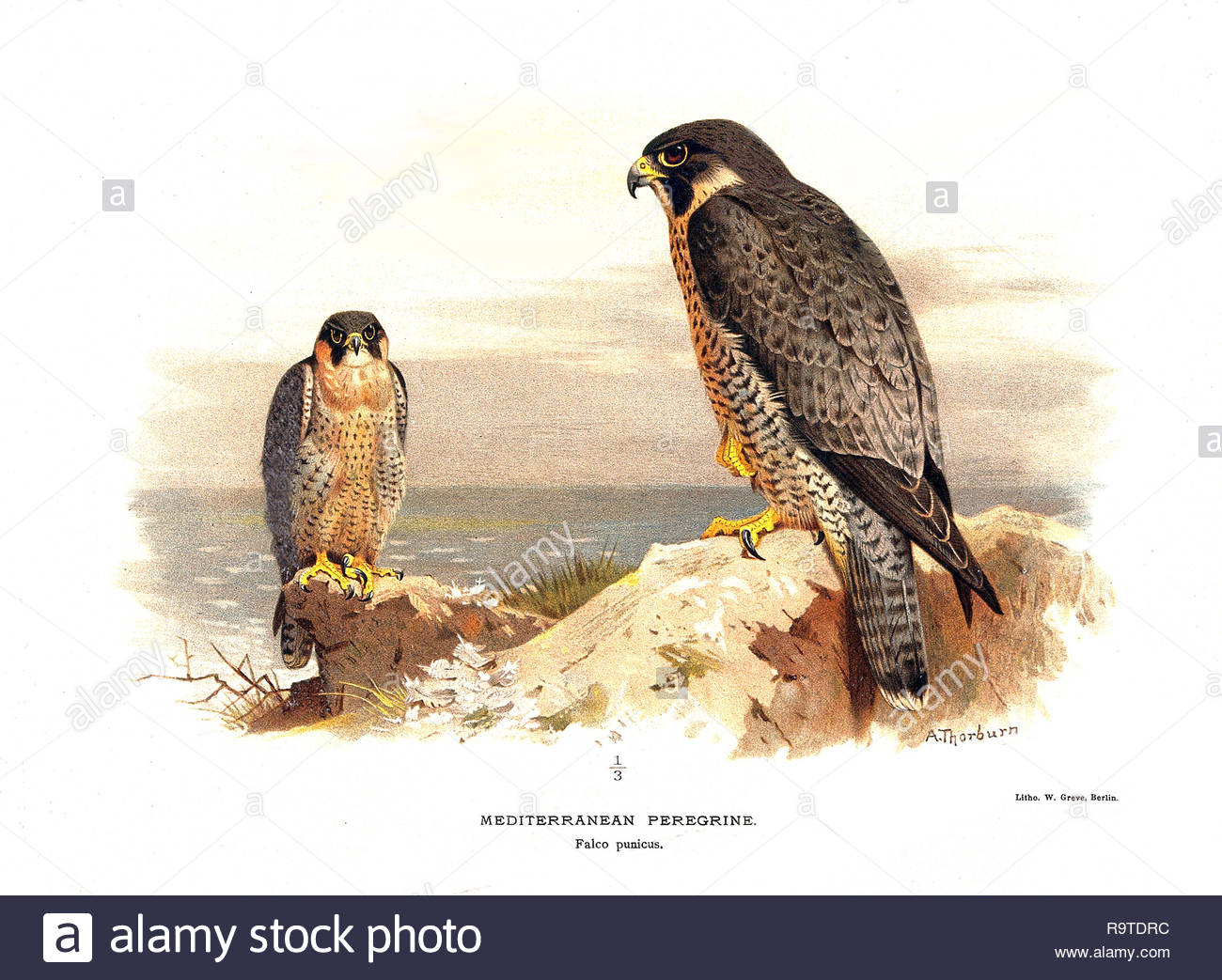 Peregrine Falcon Cut Out Stock Images & Pictures - Alamy