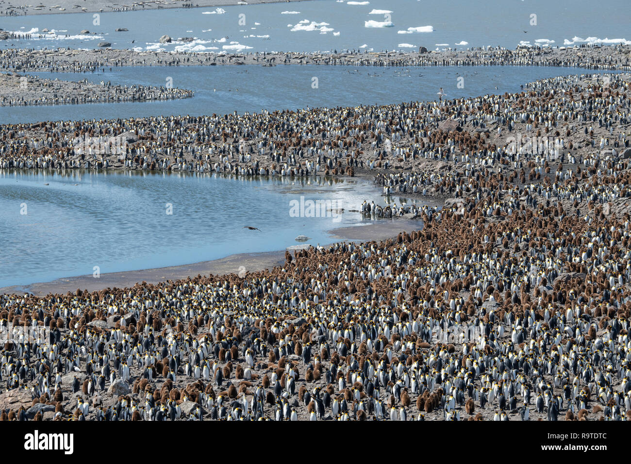 South Georgia, St. Andrews Bay. Detail of the largest king penguin ...