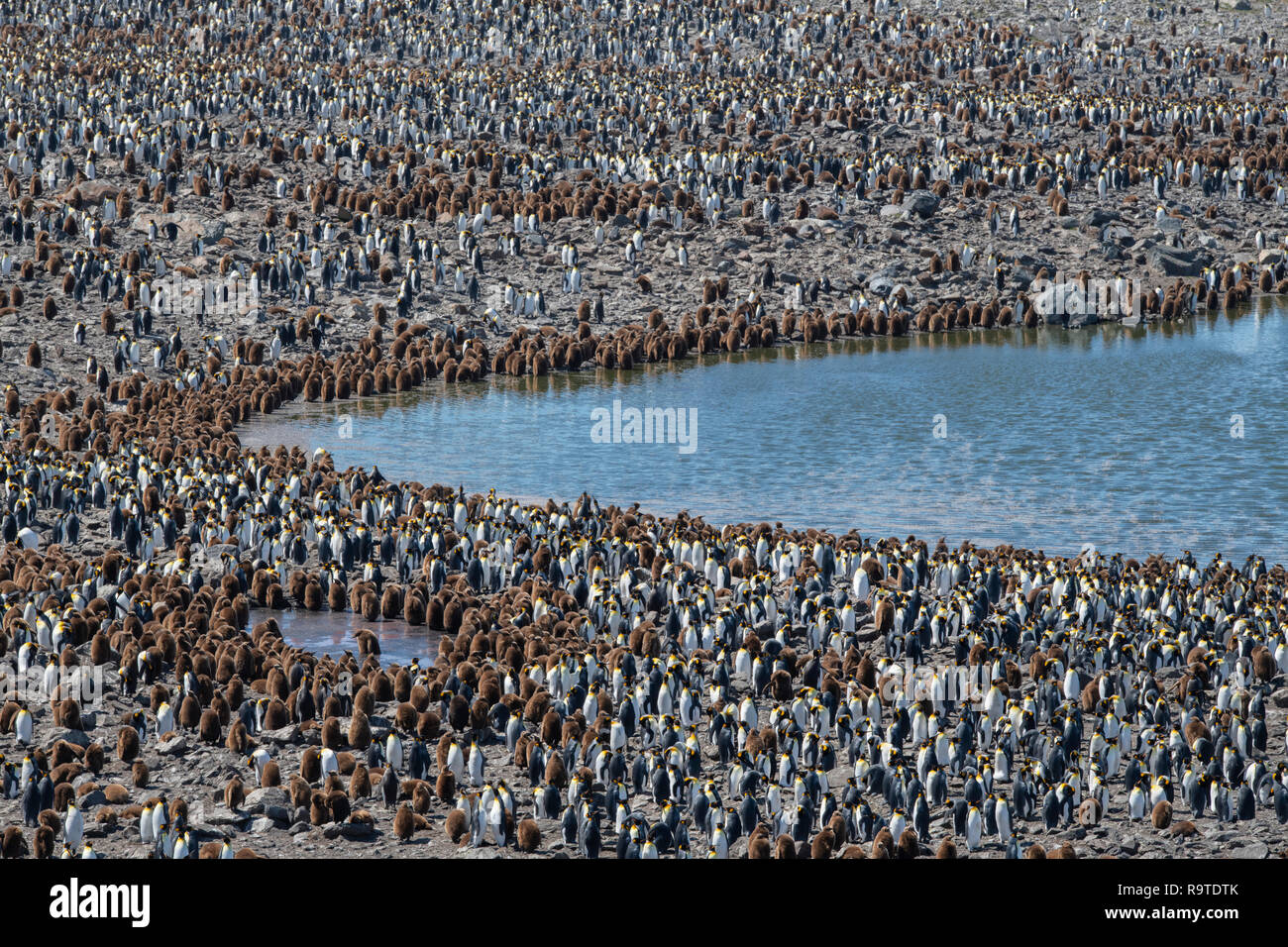 South Georgia, St. Andrews Bay. Detail of the largest king penguin ...