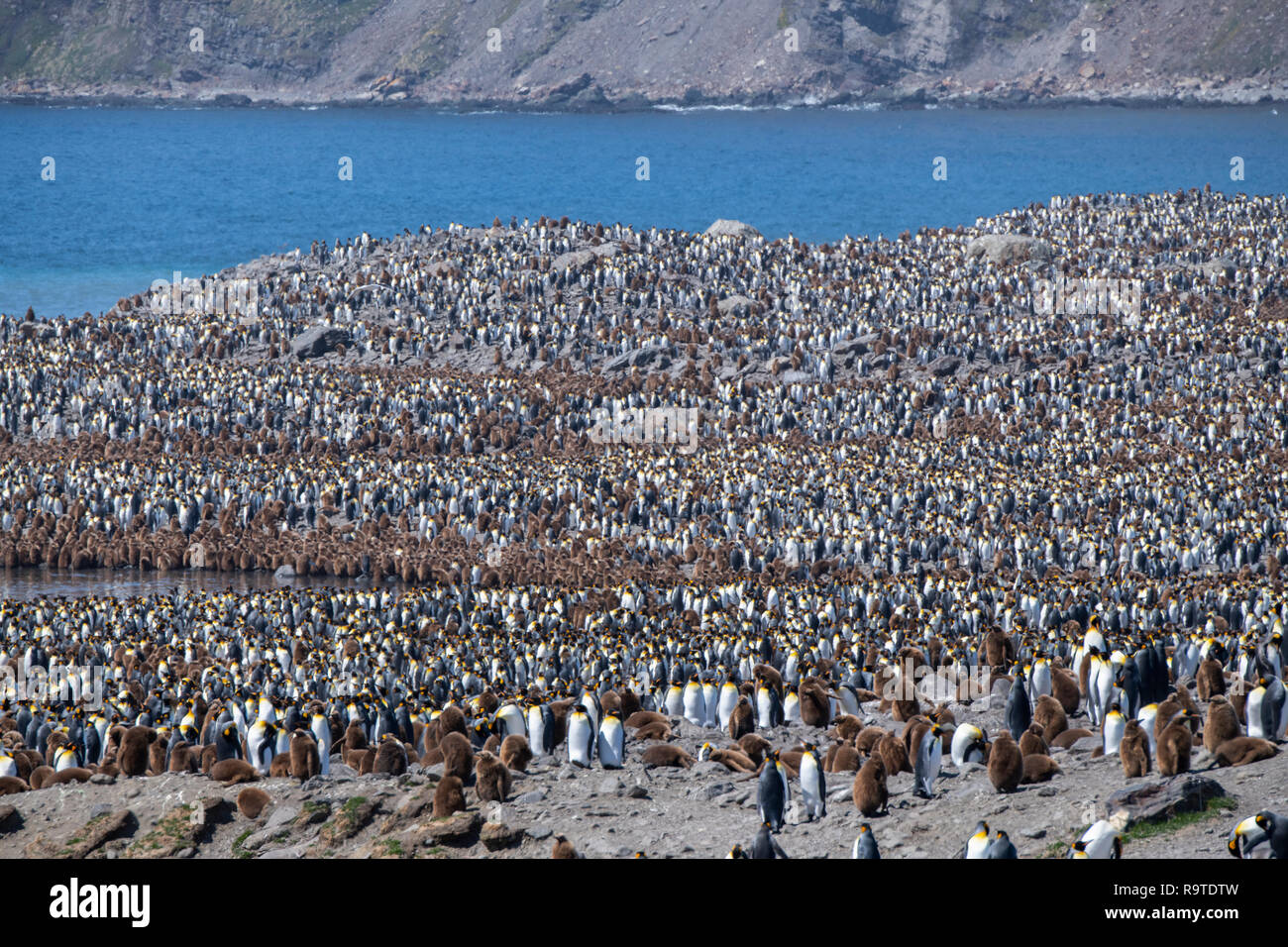 South Georgia, St. Andrews Bay. Detail of the largest king penguin ...