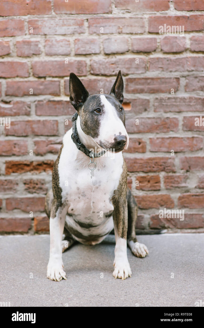 Profile portrait of a male Bull Terrier sitting in front of a red brick ...