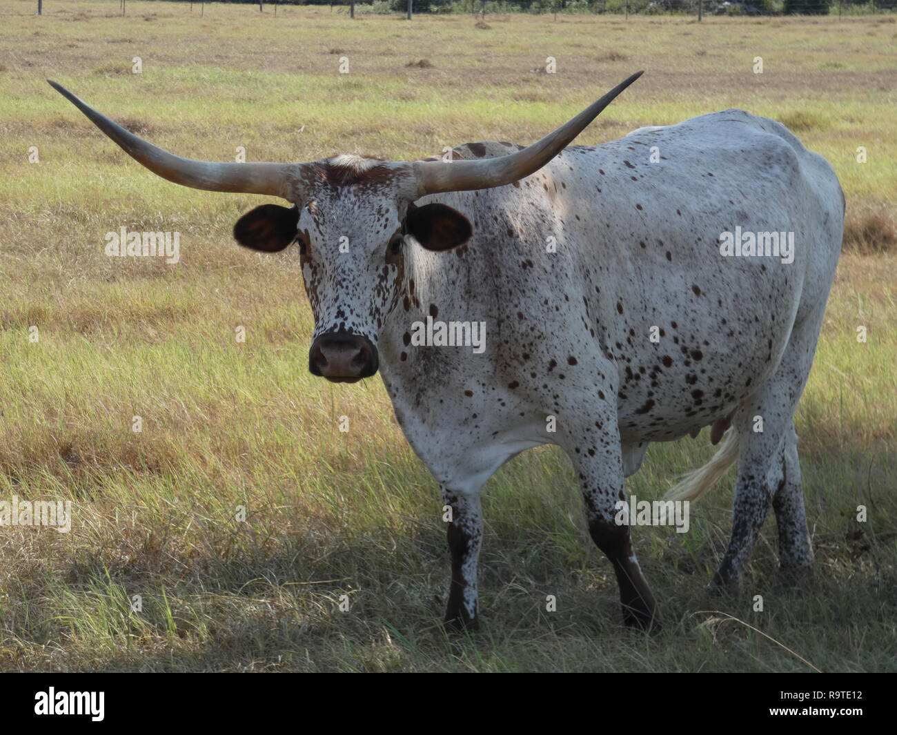 Texas Longhorn in Field Stock Photo - Alamy