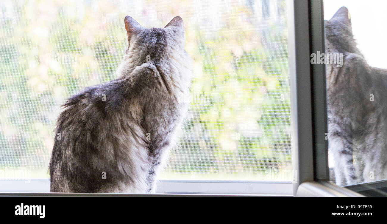 Siberian purebred of cat looking outside through the window, silver ...
