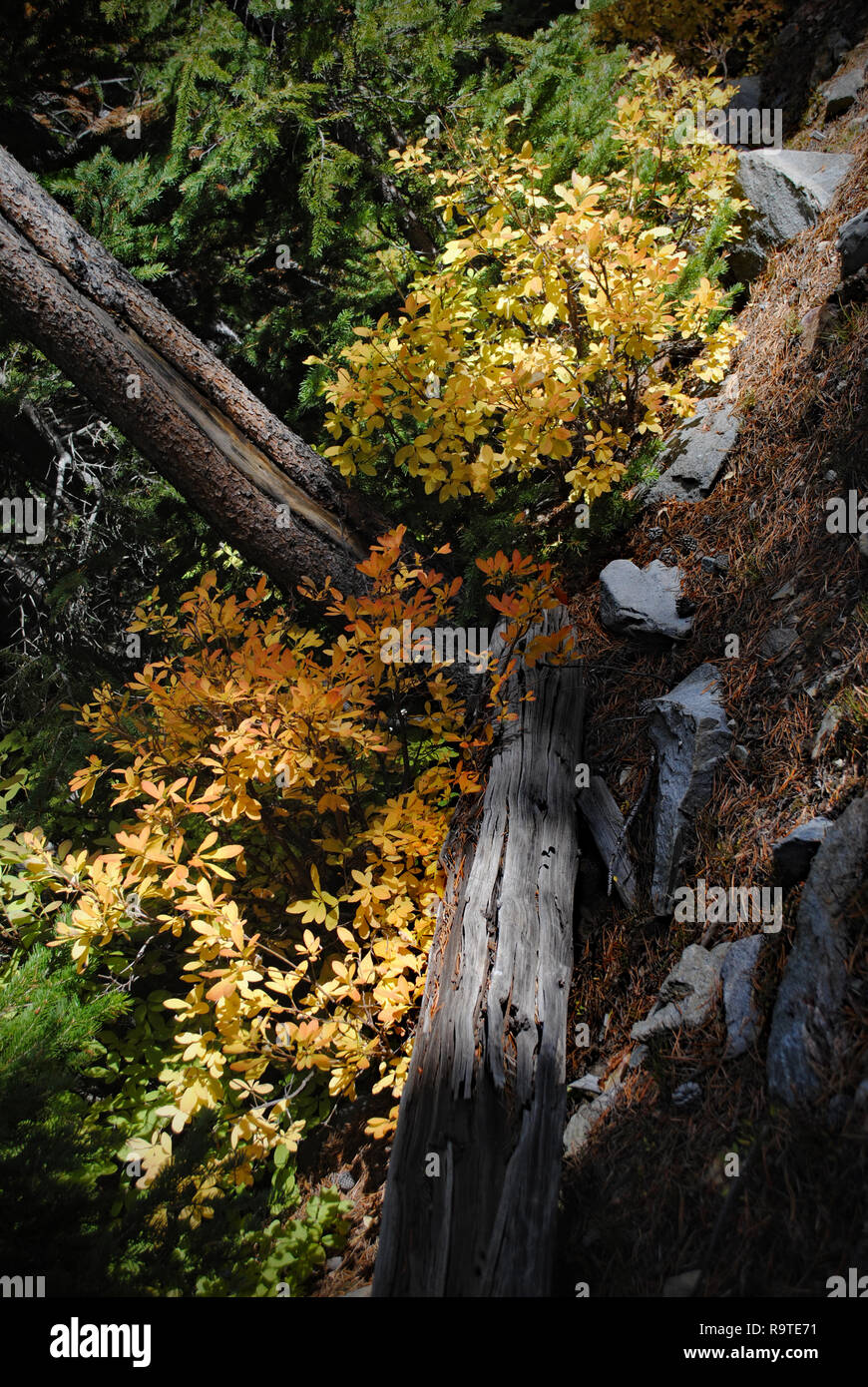 Montana usa fall trees hi-res stock photography and images - Alamy