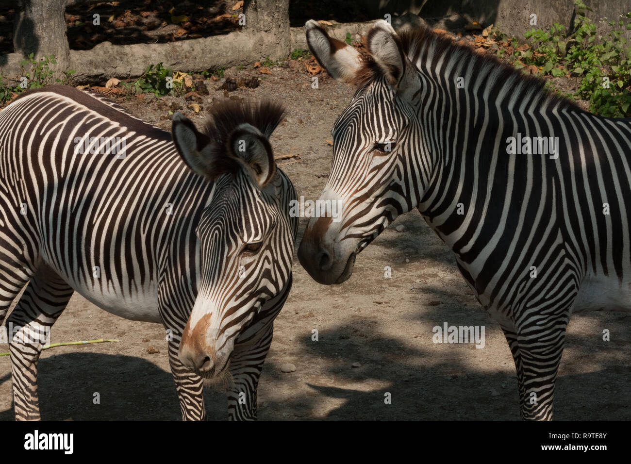 Grevy's zebra (Equus grevyi), aka imperial zebra, adult and young zebra ...