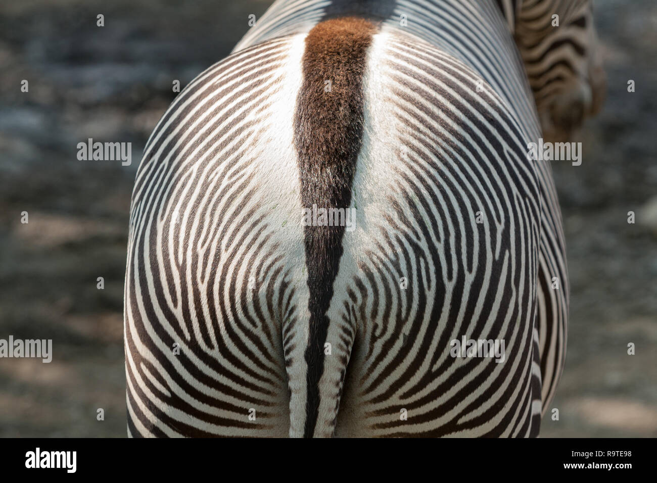 Taipei zoo hi-res stock photography and images - Alamy