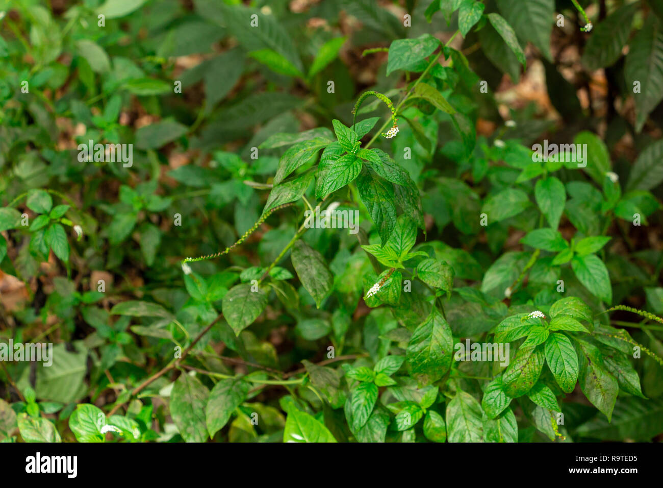 Scorpion tail hi-res stock photography and images - Alamy