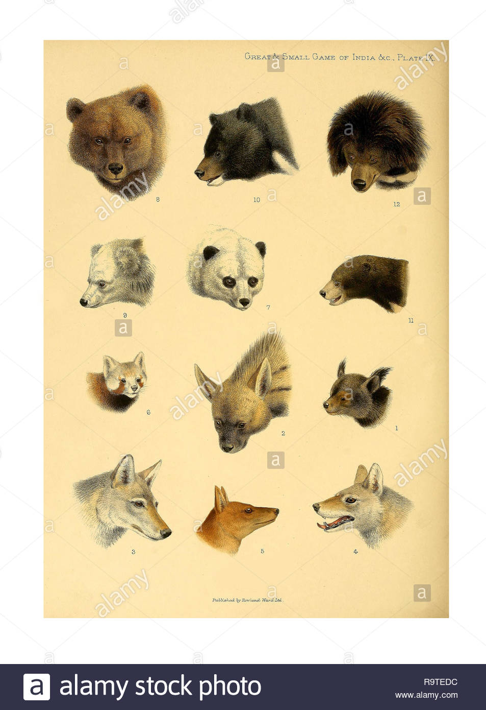 Asian Predators High Resolution Stock Photography and Images - Alamy