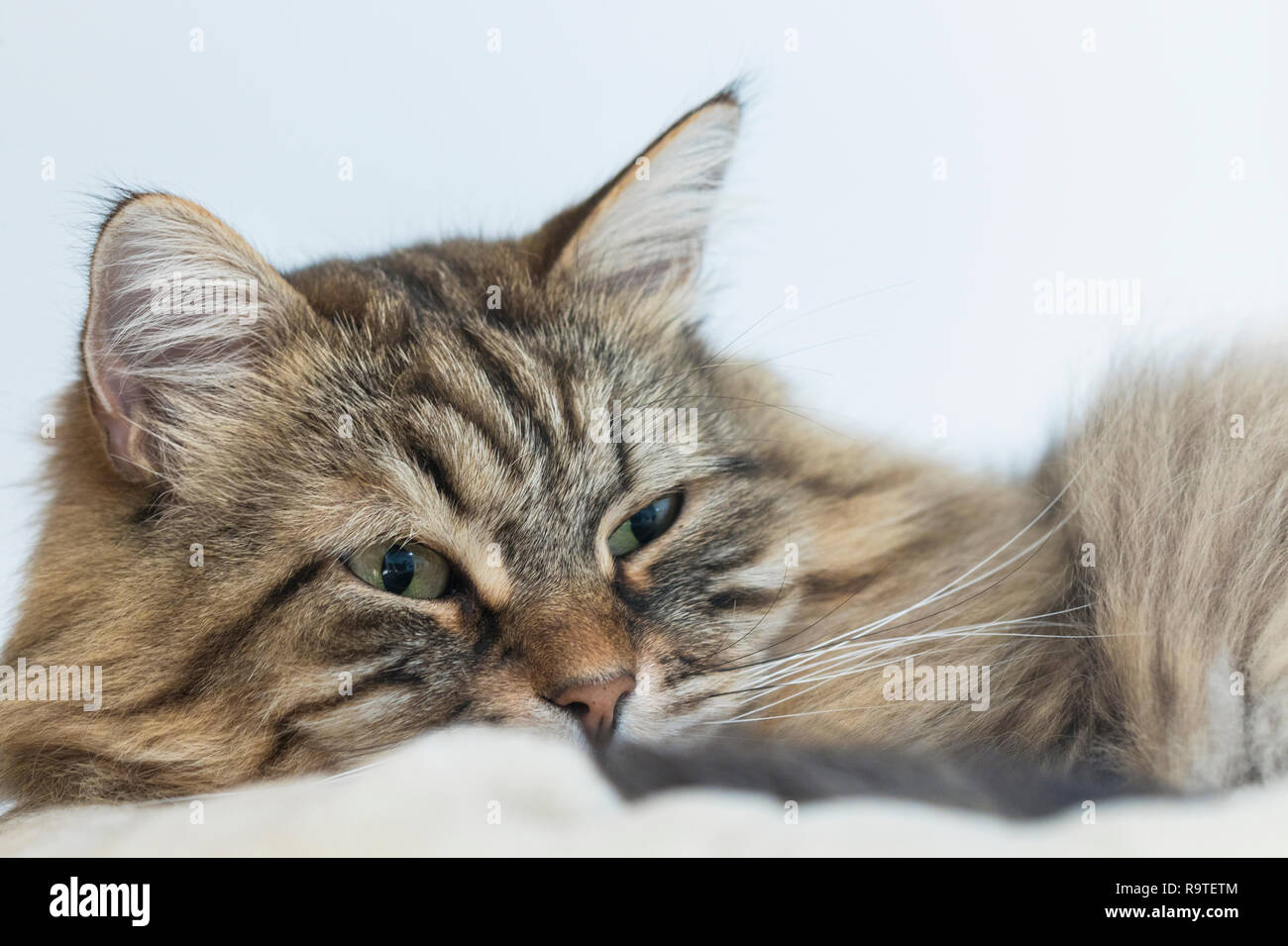 Siberian breed of cat face, brown tabby hair Stock Photo - Alamy
