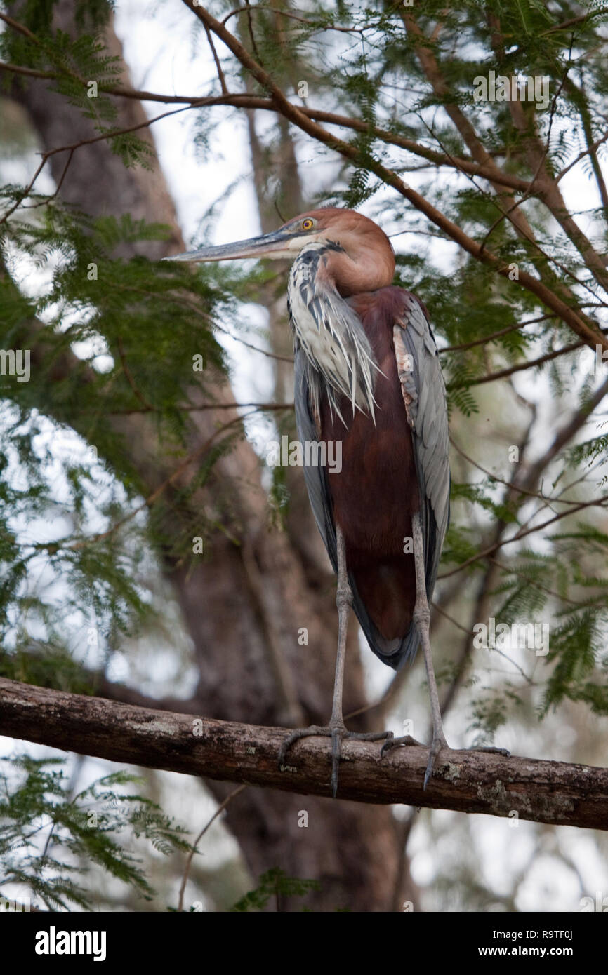 Goliath Heron (Ardea goliath Stock Photo - Alamy