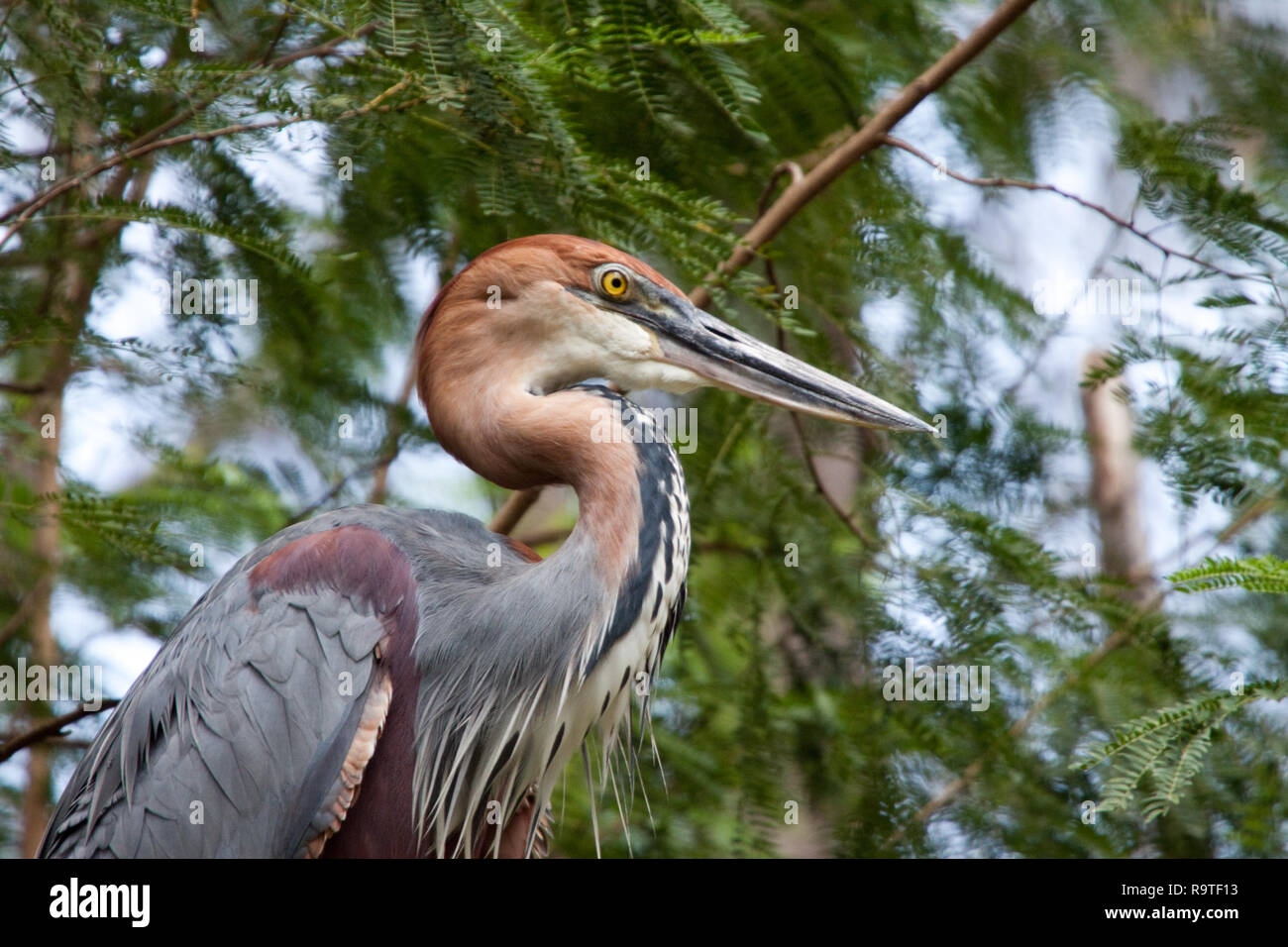 Goliath Heron (Ardea goliath Stock Photo - Alamy