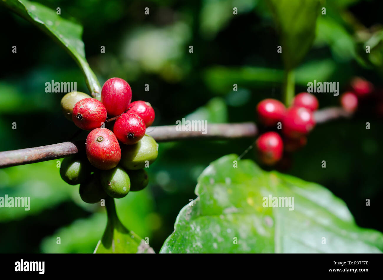 Arabica beans hi-res stock photography and images - Alamy