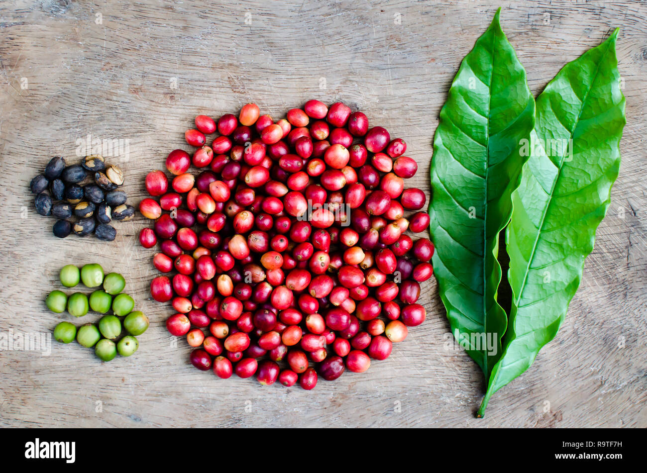 Etapas del cafe hi-res stock photography and images - Alamy