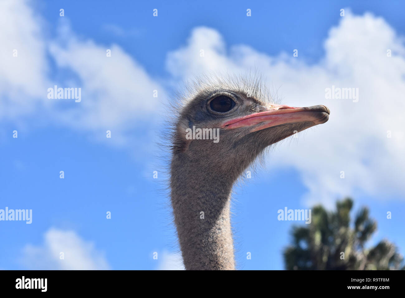 Beautiful gray ostrich pictured in front of stunning blue skies Stock ...