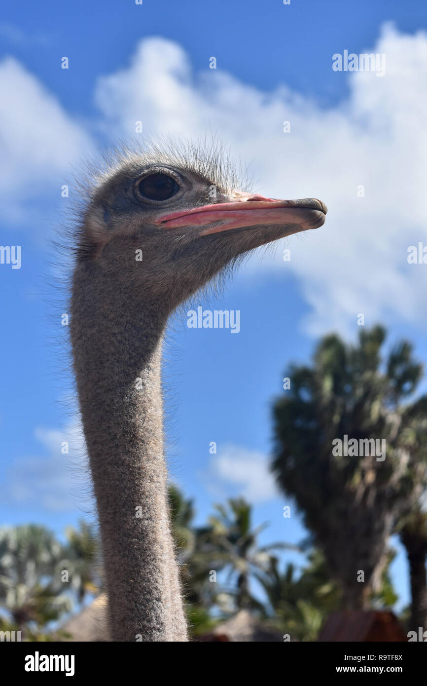 Stunning gray ostrich with long neck, looking to the side Stock Photo ...