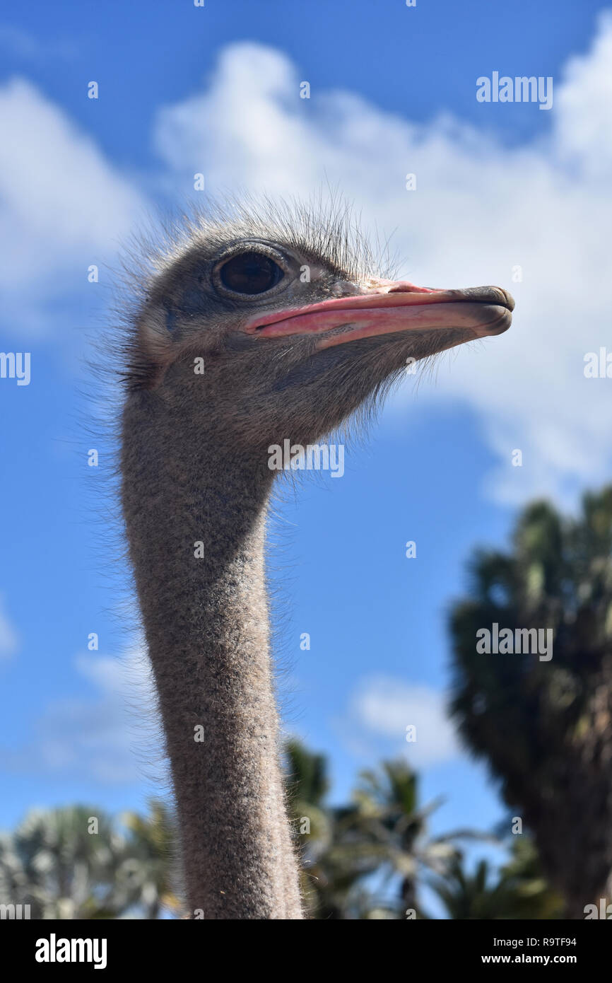 Adorable gray ostrich seen in profile Stock Photo - Alamy