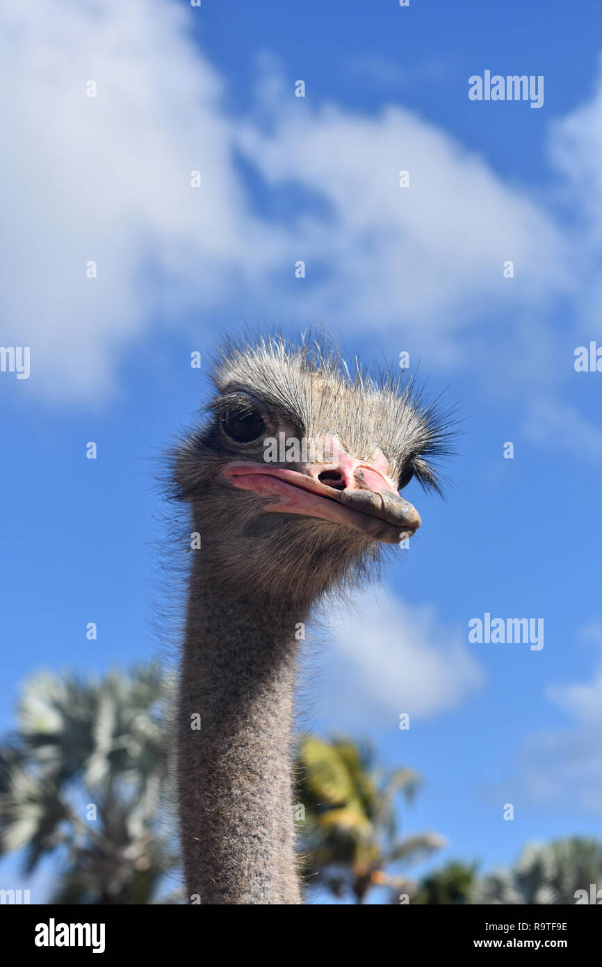 Adorable Ostrich with long neck and tilted head Stock Photo - Alamy
