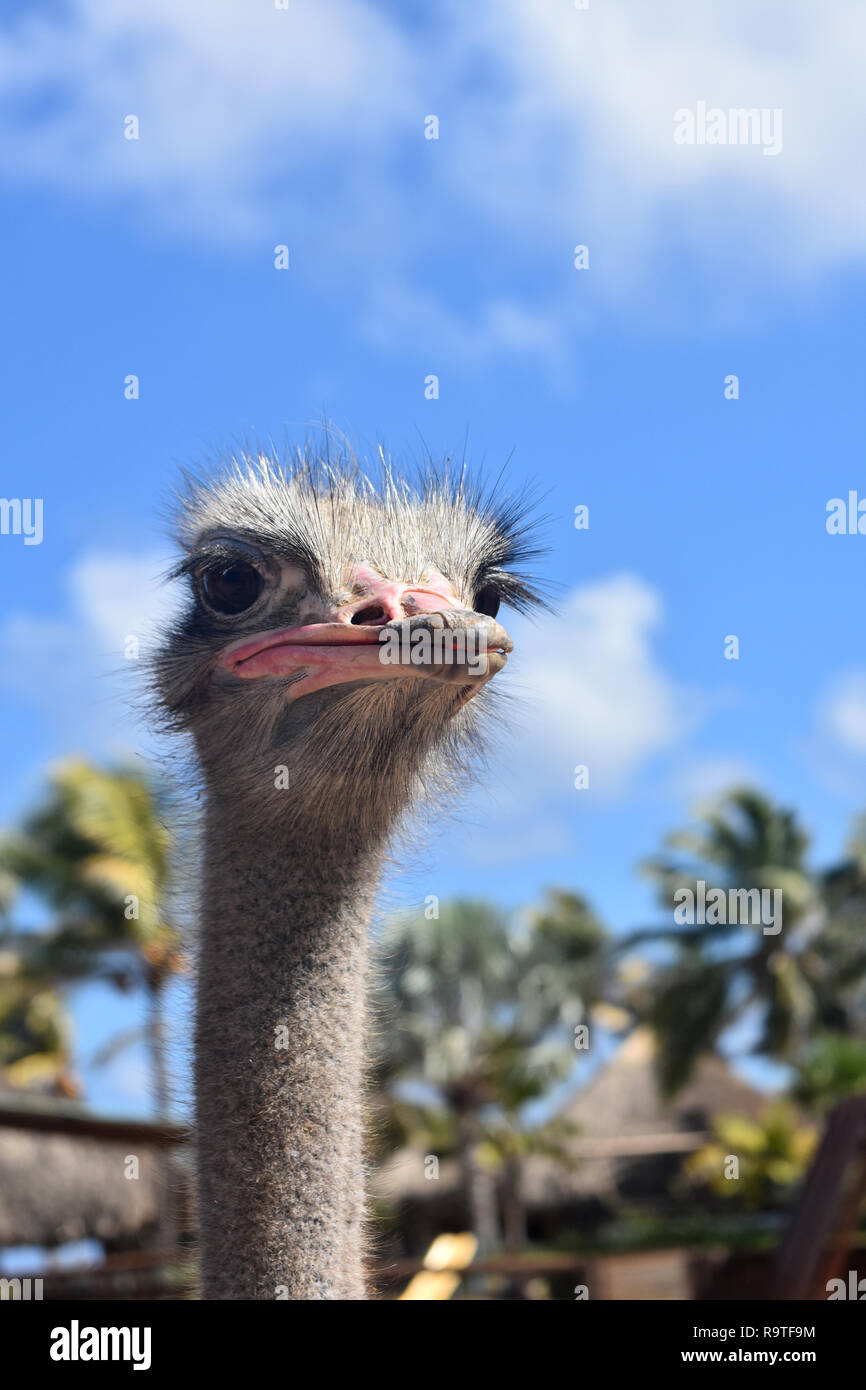 Aborable Ostrich Making a Silly Face Stock Photo - Alamy