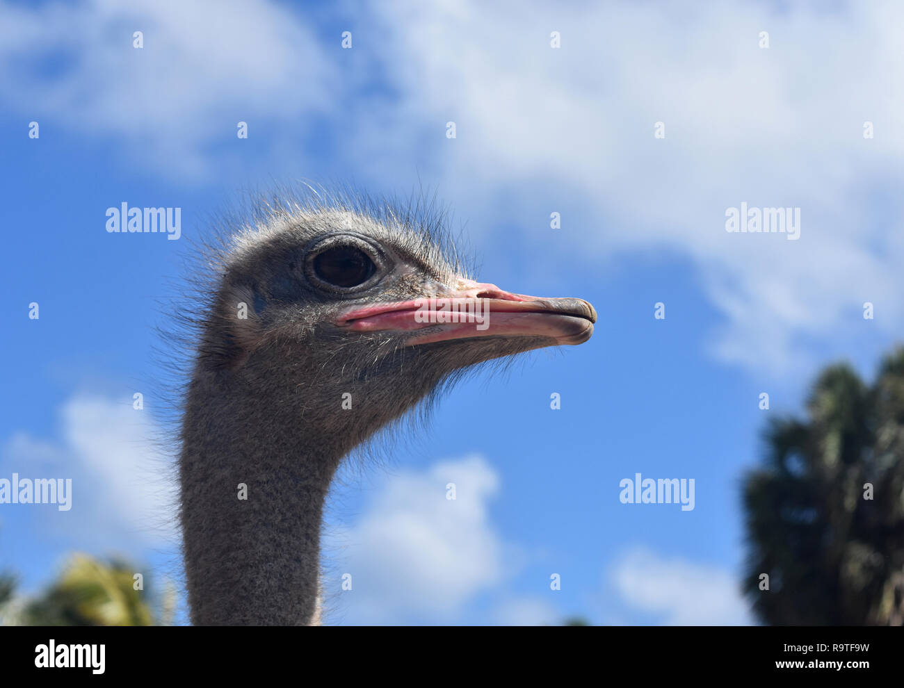 Beautiful picture of ostrich with neck extended in side view Stock ...