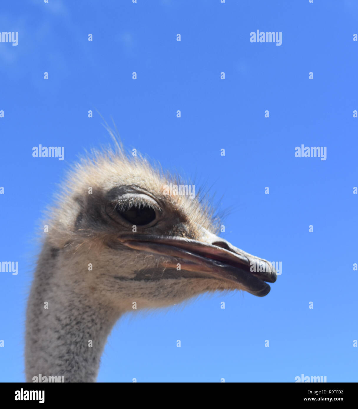 Beautiful Side View of Ostrich Stock Photo - Alamy