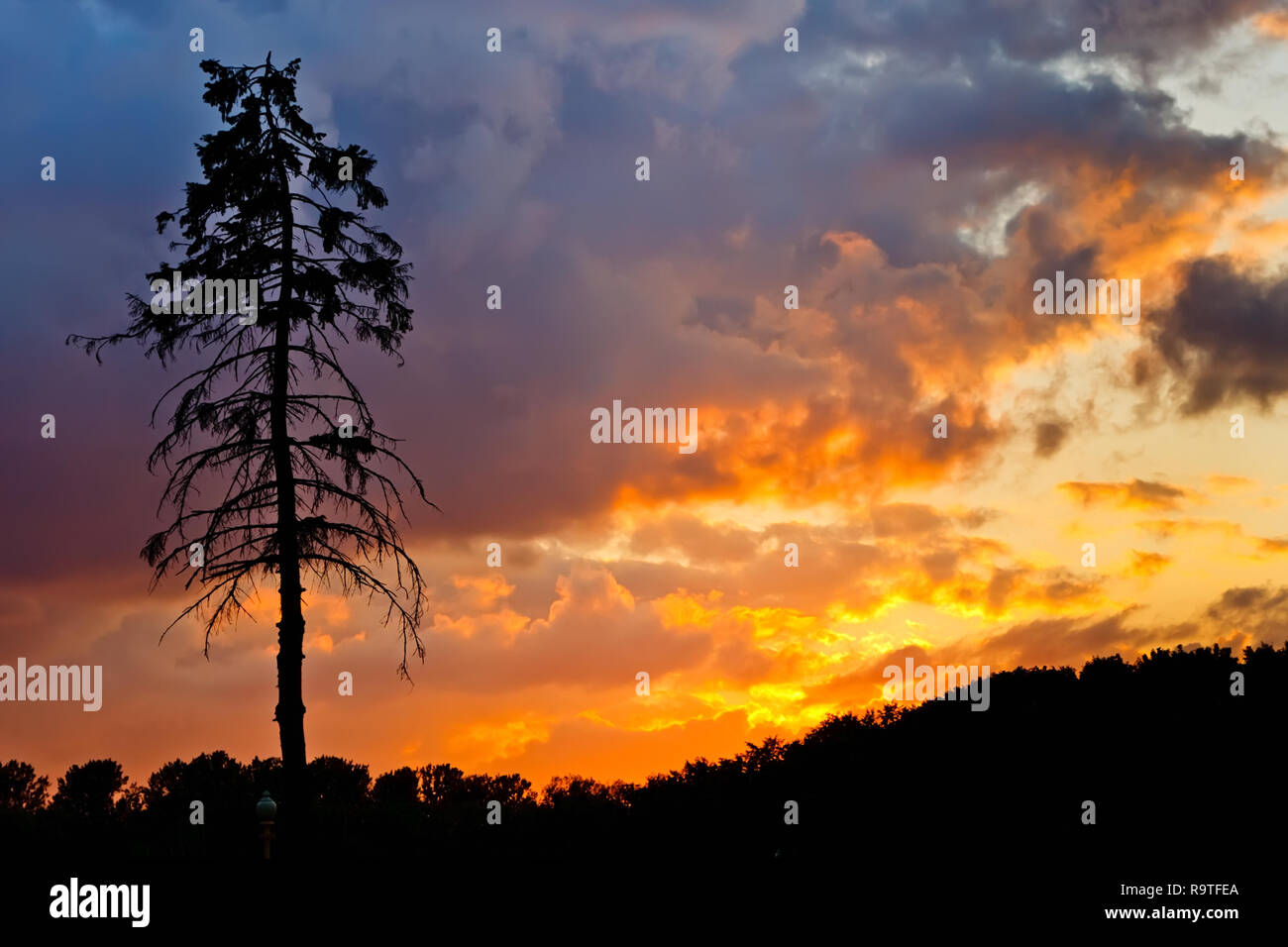 Pine tree at sunset Stock Photo - Alamy