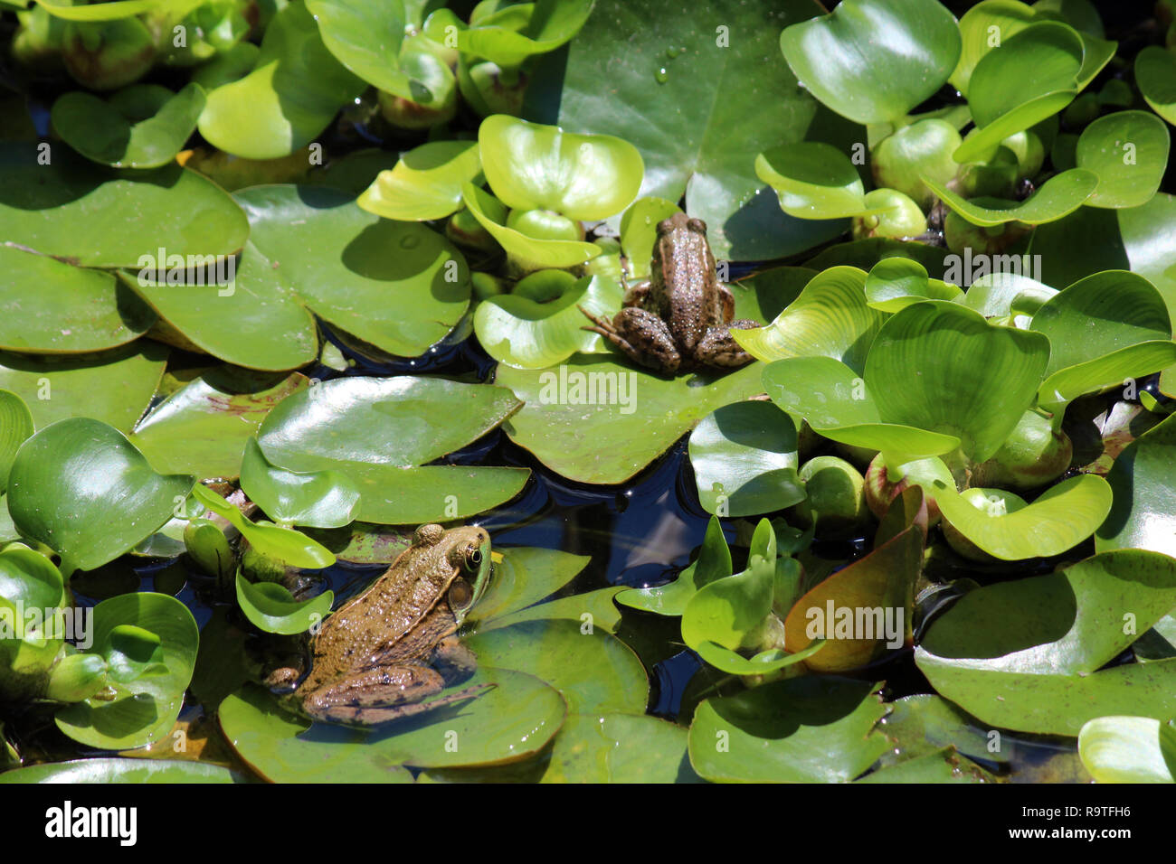 Bullfrogs hi-res stock photography and images - Alamy
