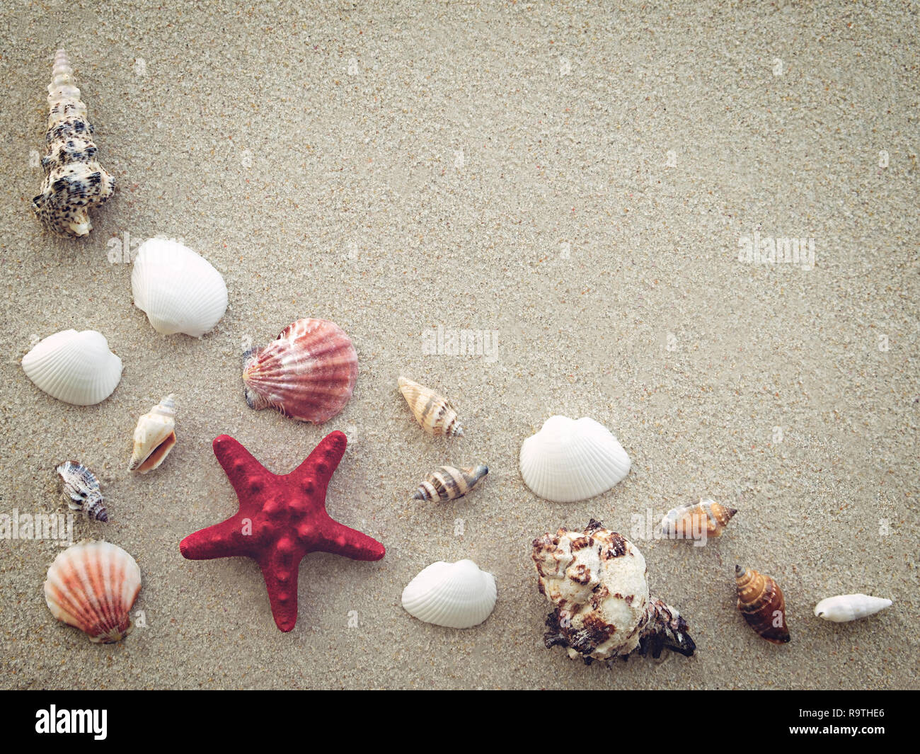 seashells on sand beach Stock Photo - Alamy