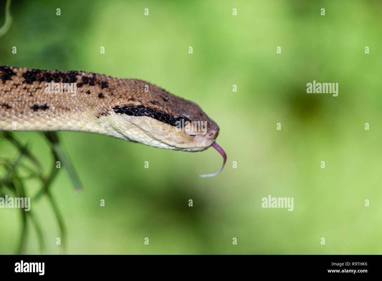 Venomous Bushmaster snake in Arenal, Costa Rica Stock Photo - Alamy