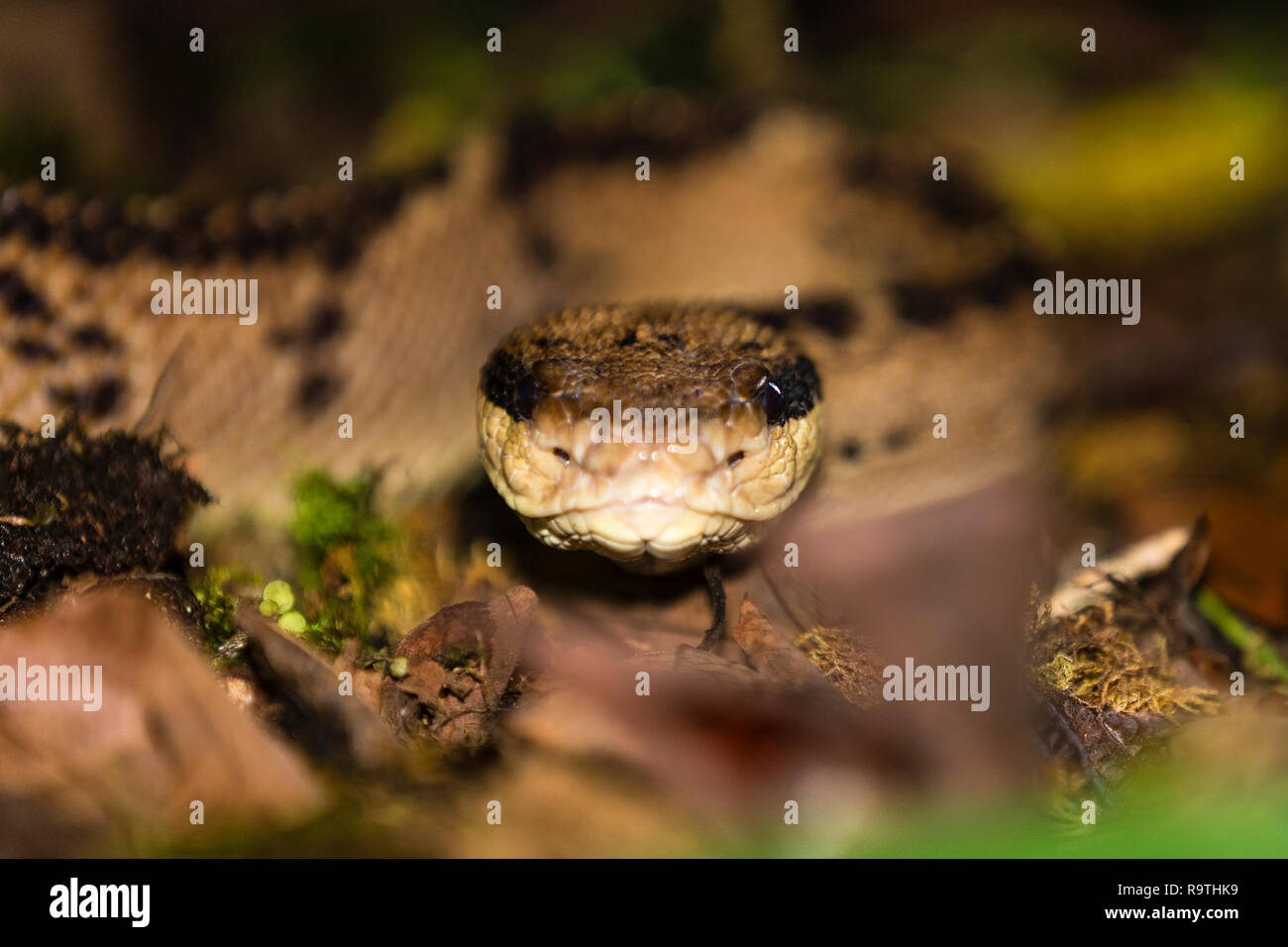 Venomous Bushmaster snake in Arenal, Costa Rica Stock Photo - Alamy