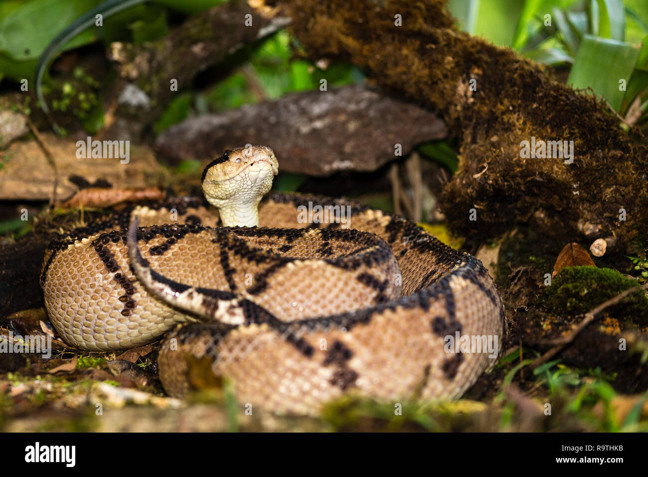 Most venomous land snake hi-res stock photography and images - Alamy
