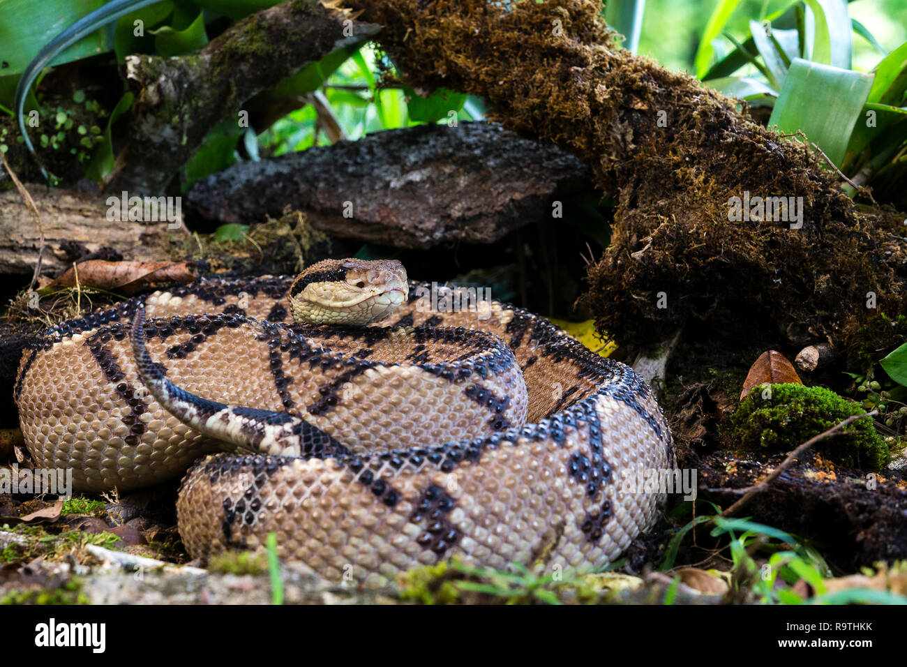 Venomous Bushmaster snake in Arenal, Costa Rica Stock Photo - Alamy