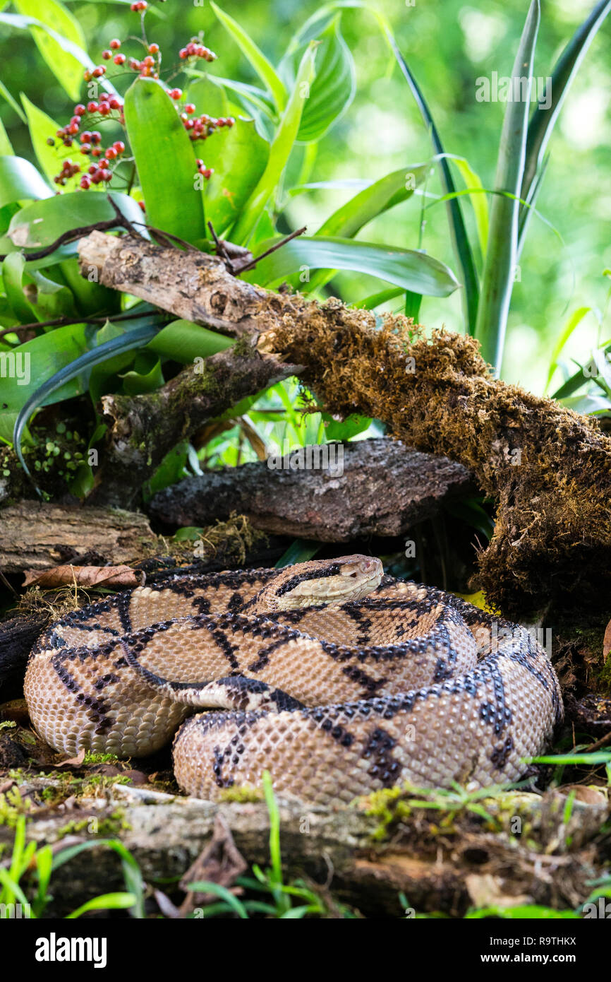 Bushmaster In Costa Rica High Resolution Stock Photography and Images ...