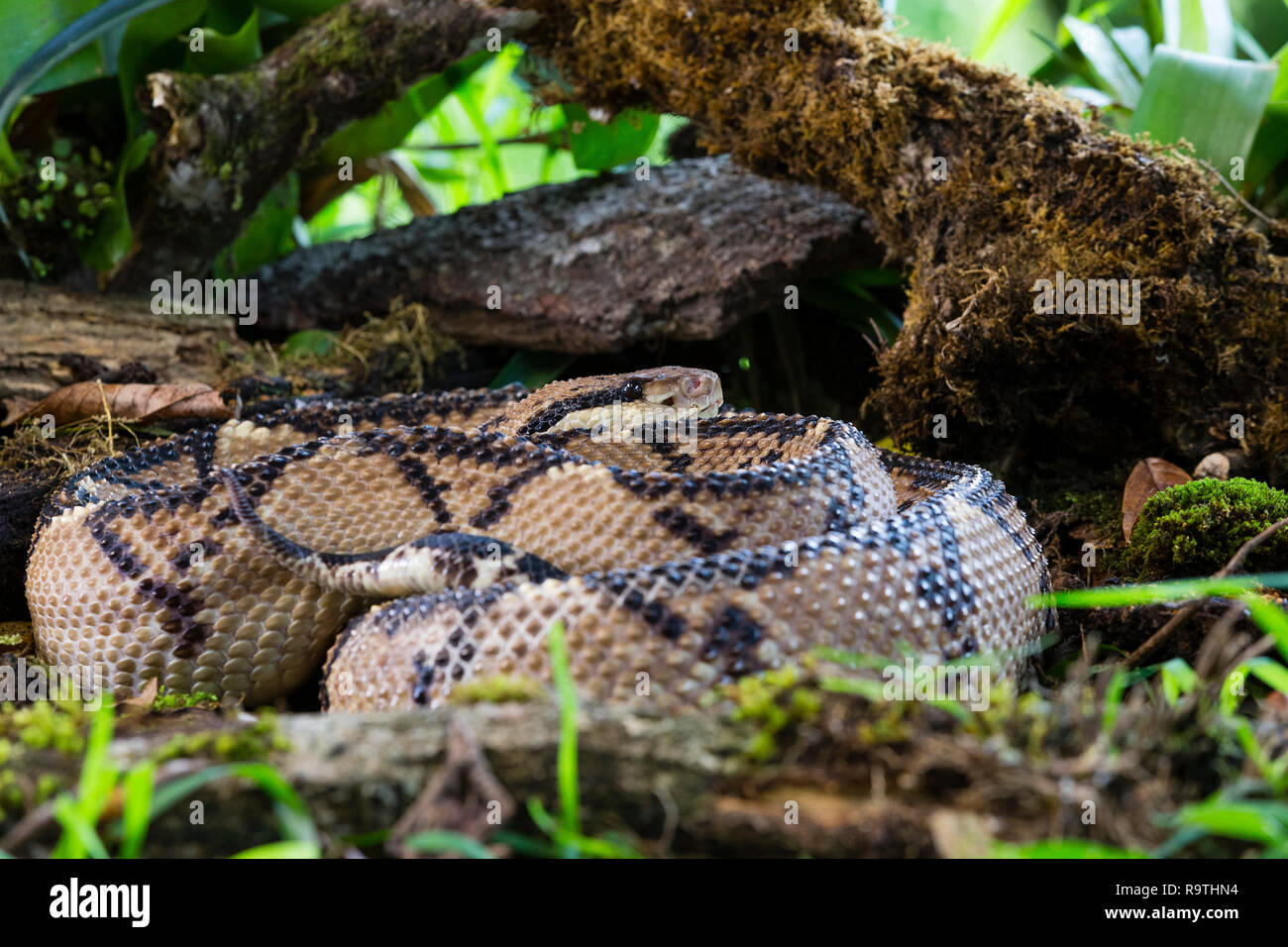 Venomous Bushmaster snake in Arenal, Costa Rica Stock Photo - Alamy