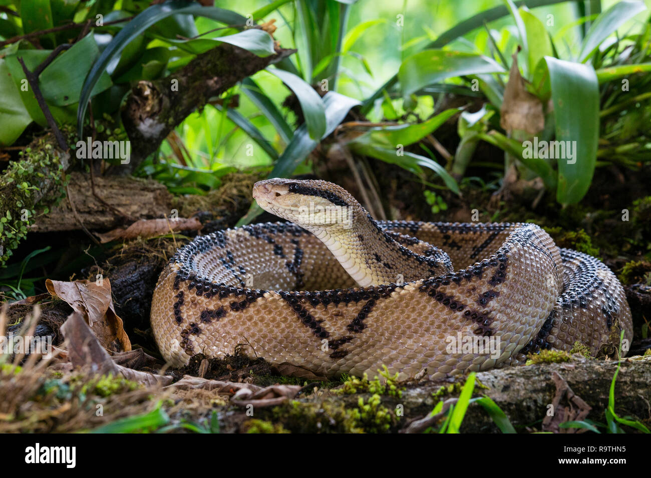 Venomous Bushmaster snake in Arenal, Costa Rica Stock Photo - Alamy