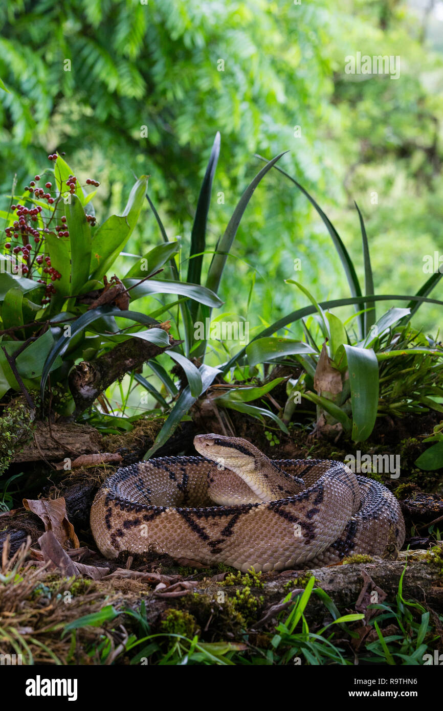 Venomous Bushmaster snake in Arenal, Costa Rica Stock Photo - Alamy