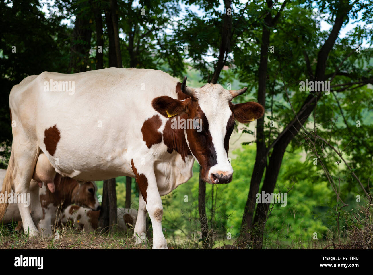 White and brown cow in front of mountain forest landscape.Classic rural ...