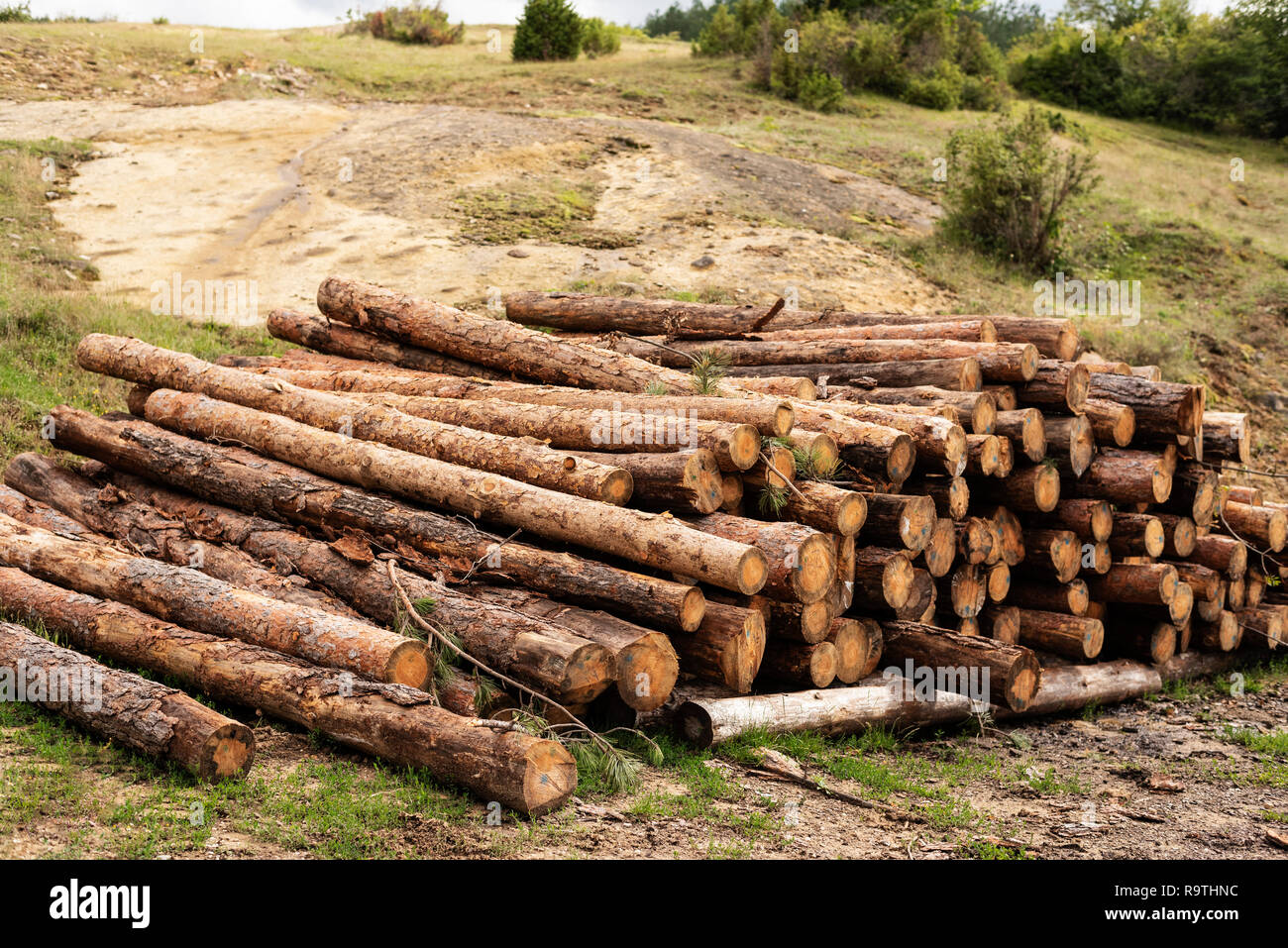 Pine wood logs in forest Stock Photo - Alamy