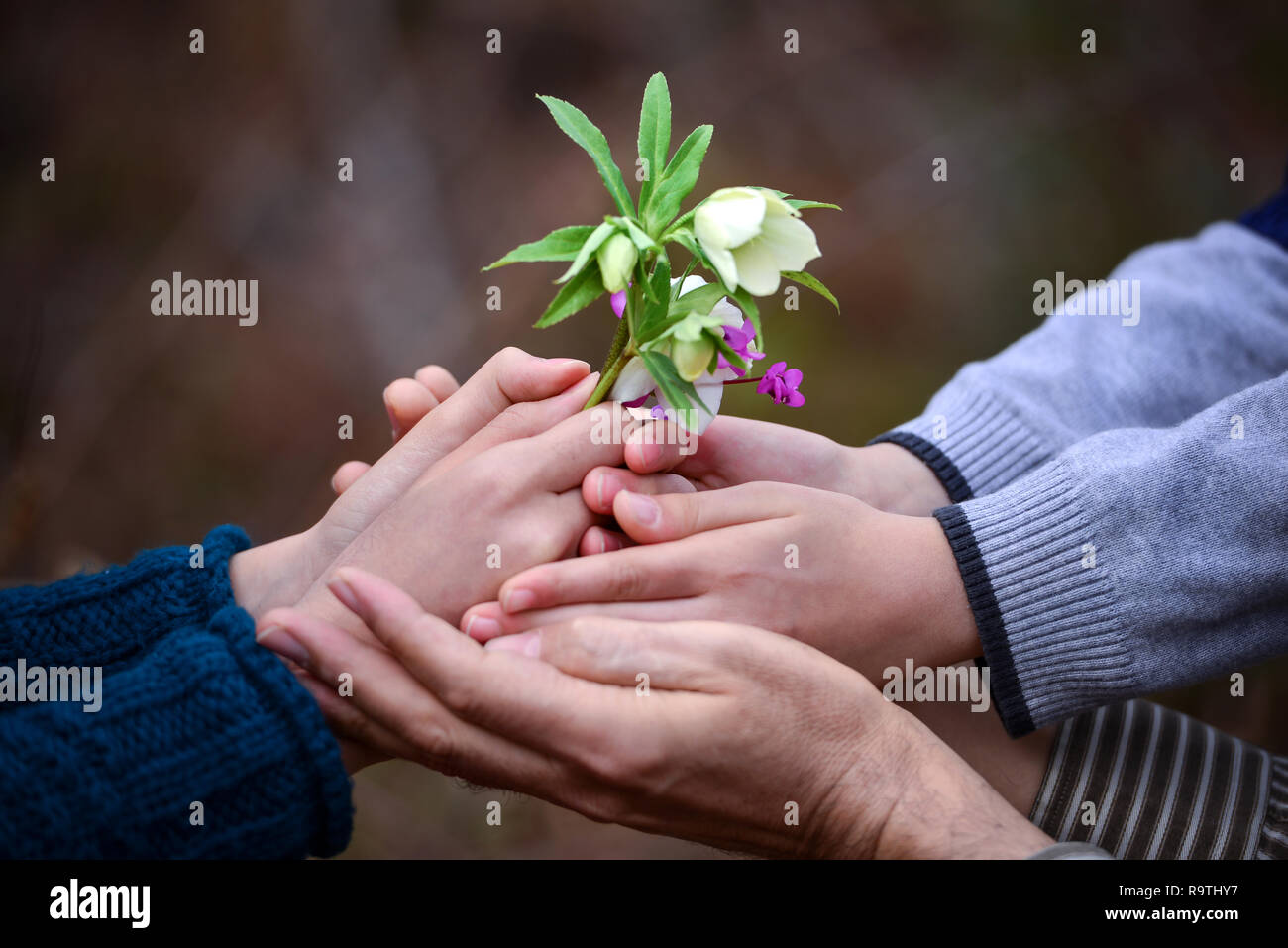 Human hands holding hi-res stock photography and images - Alamy