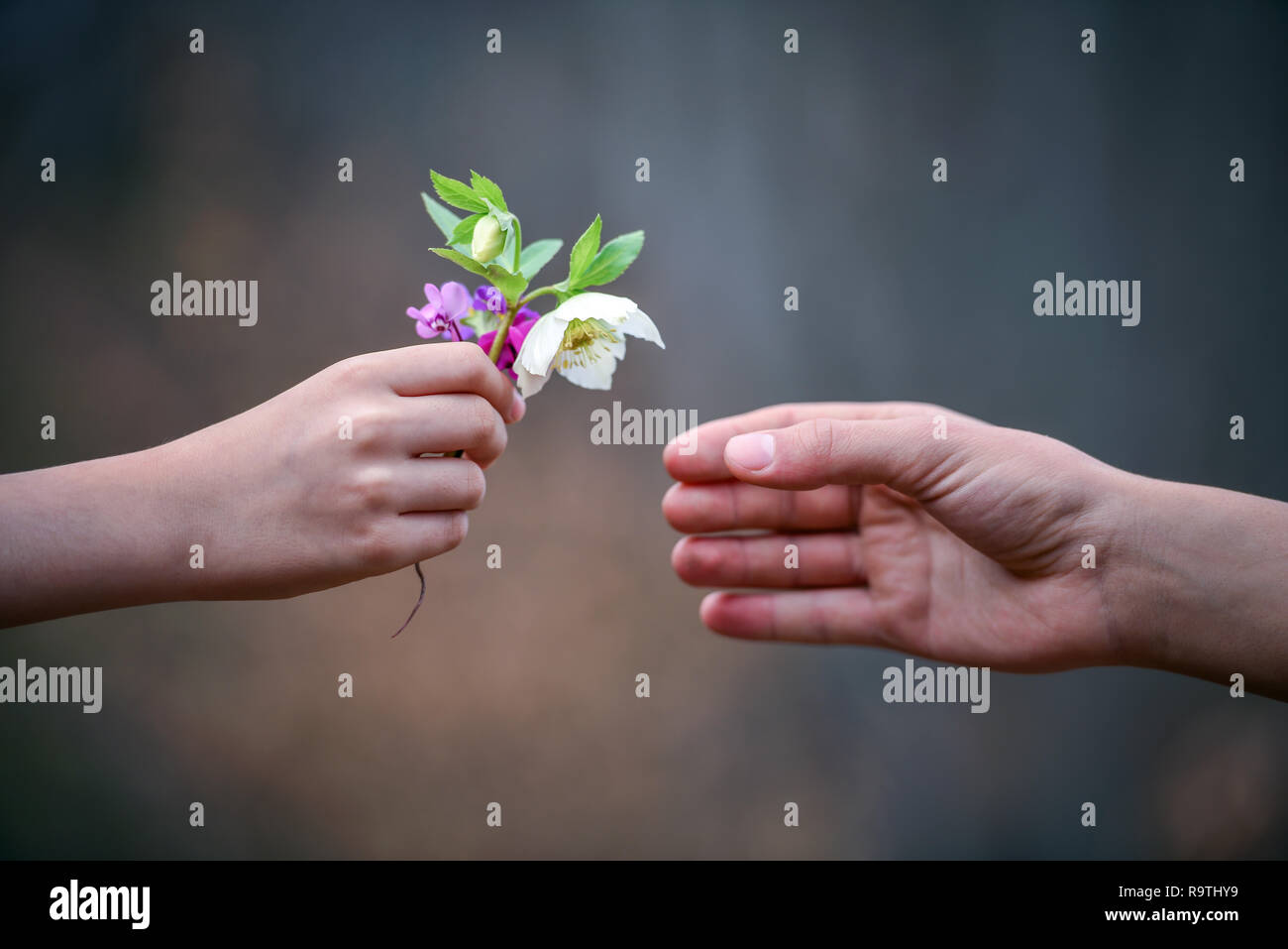 child's hand giving flowers to his father Stock Photo - Alamy