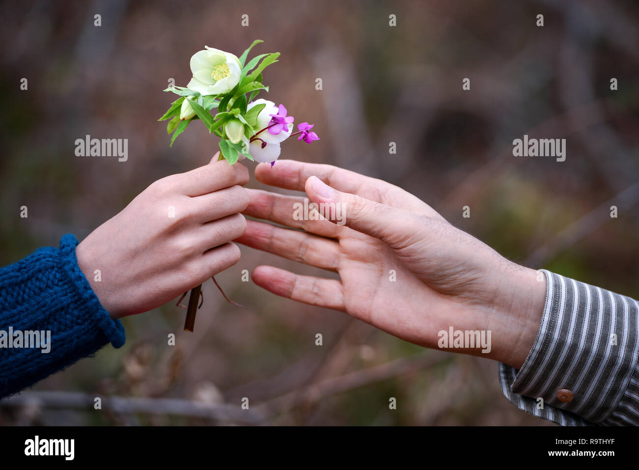 child's hand giving flowers to his father Stock Photo - Alamy