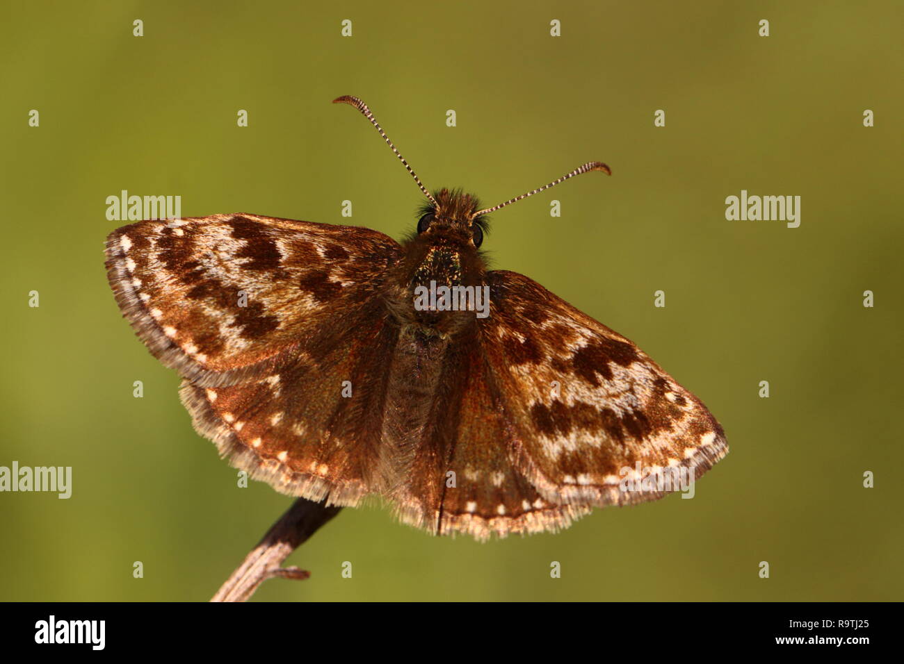 Dingy Skipper Butterfly Stock Photo - Alamy