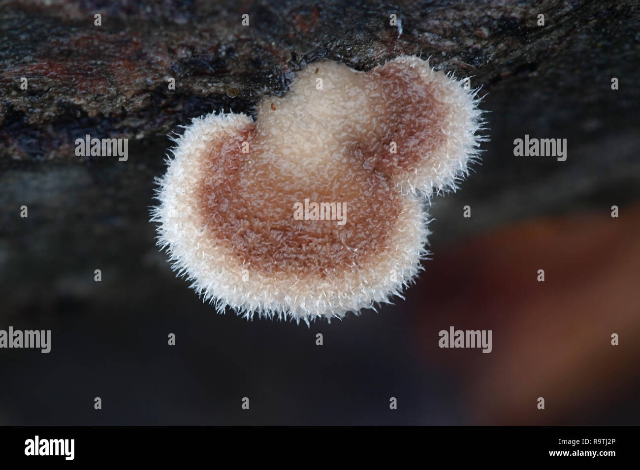 Split gill, Schizophyllum commune, studied for its immunomodulatory ...